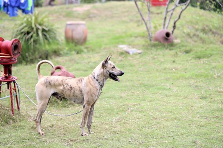 TOP 5 Chó Phú Quốc Đẹp Nhất Việt Nam 20 Năm Trở Lại Đây